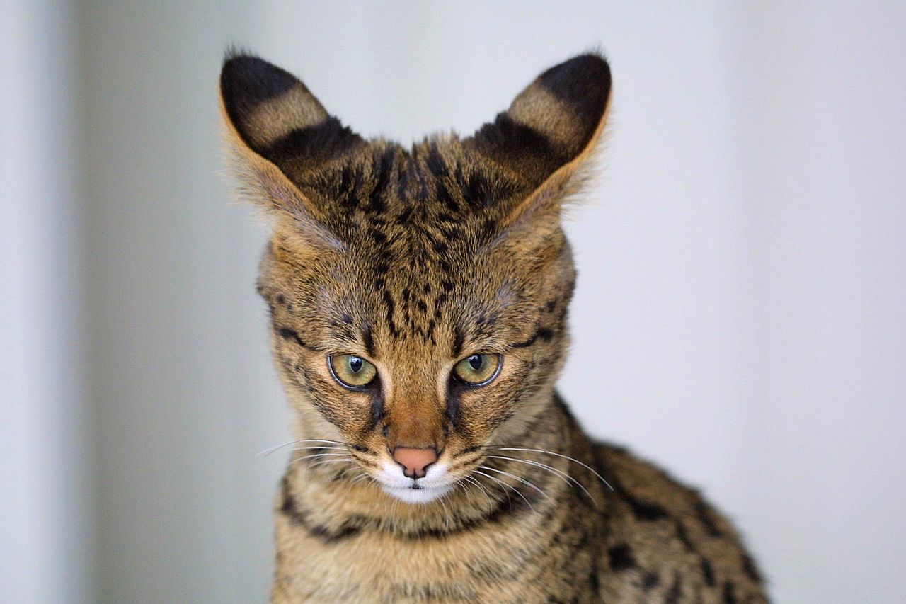 Ashera, rarest cat in the world