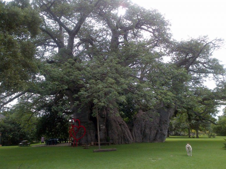 The baobab tree-bar