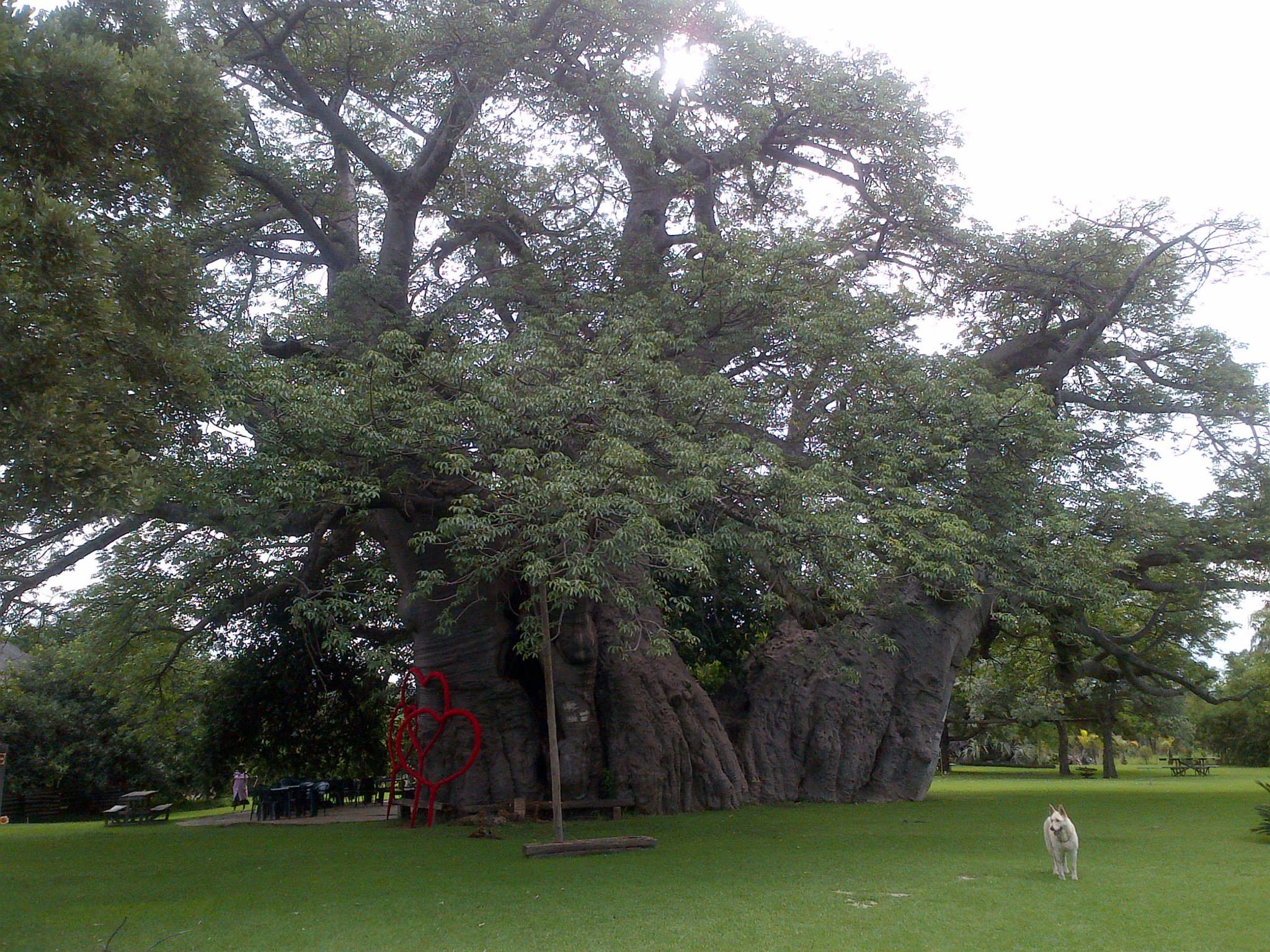 The baobab tree-bar