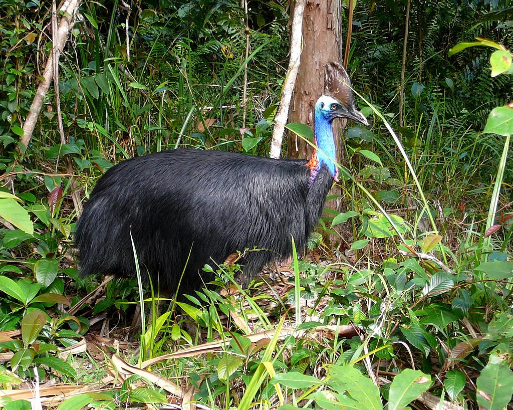 Cassowary, worlds most dangerous bird