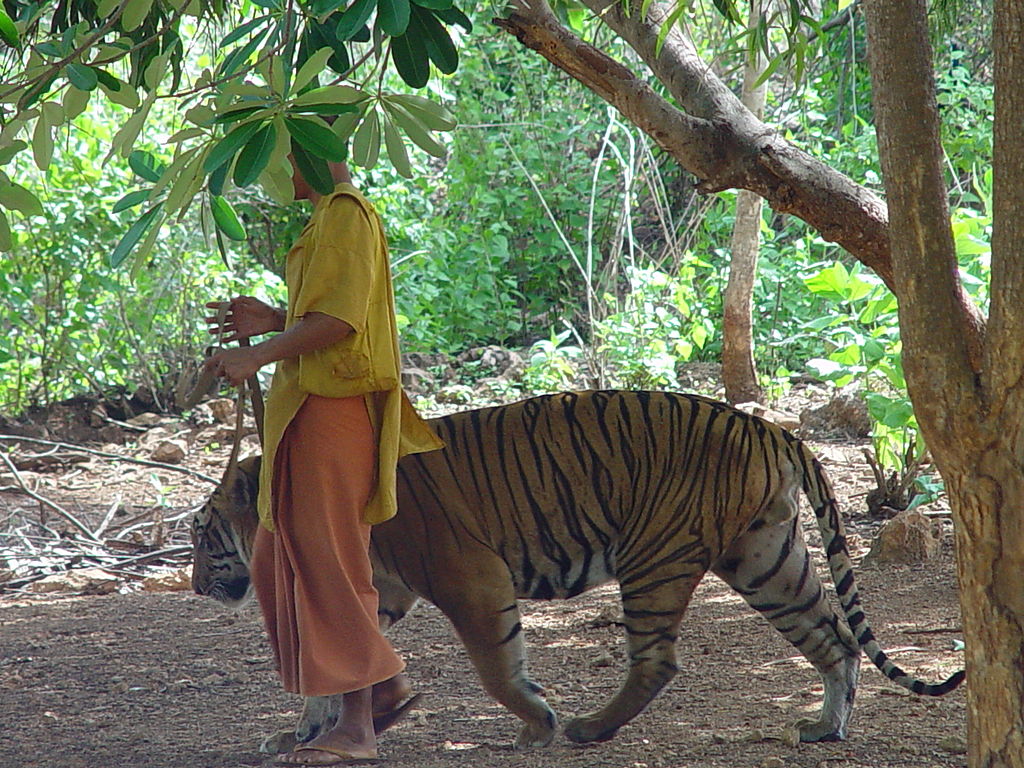 The Tiger Temple