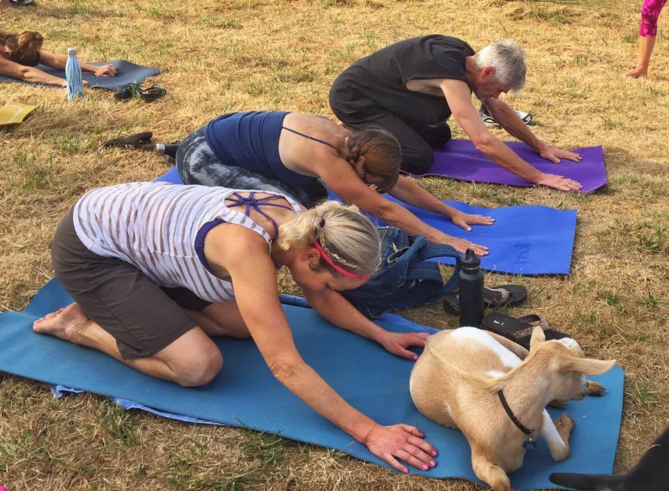 You Can Now Do Yoga with Goats on a Farm in Oregon