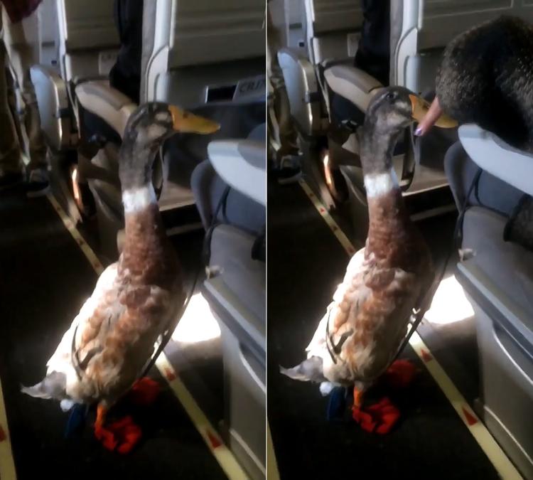 Meet Daniel, the Now-Famous Emotional Support Duck