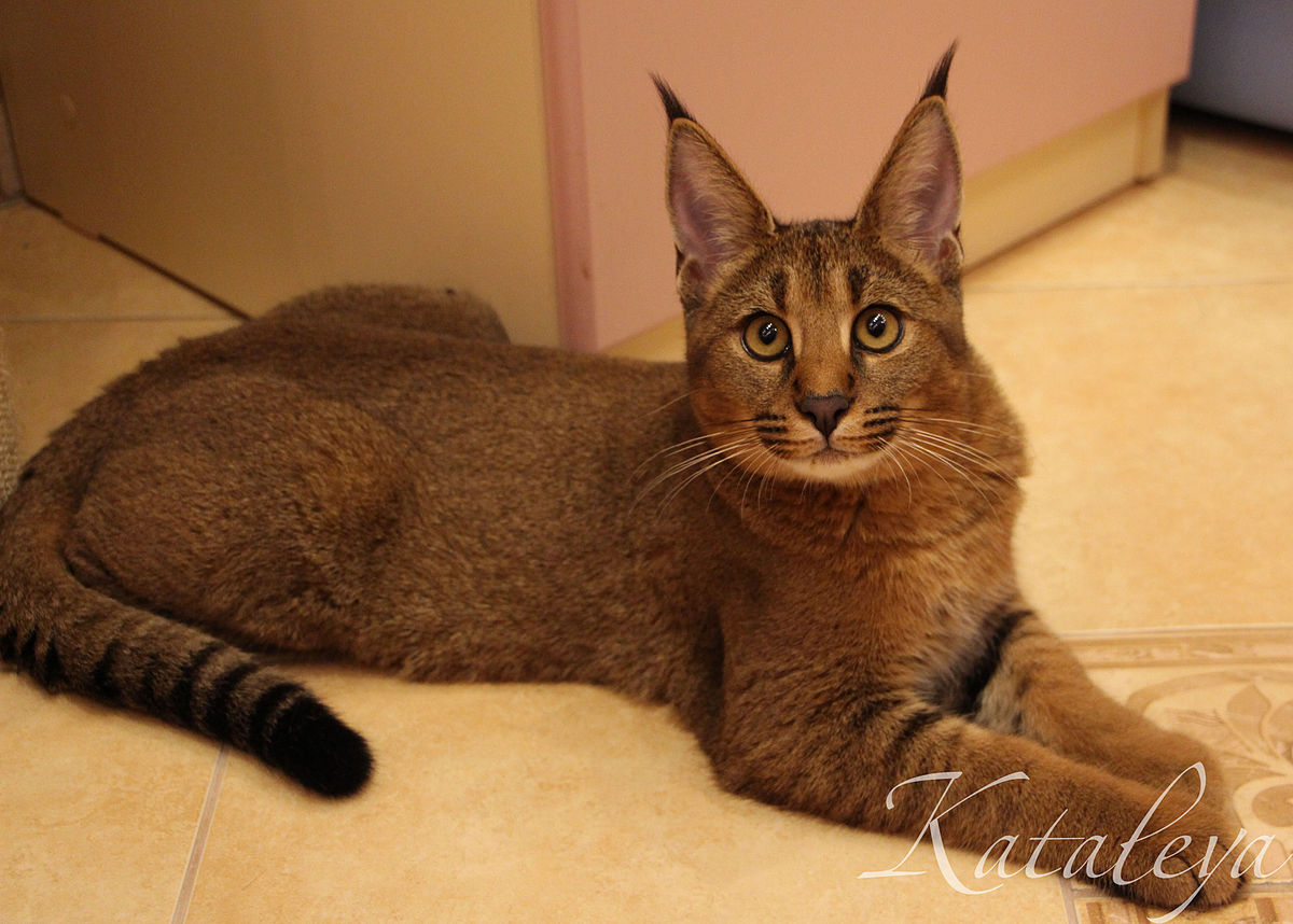 Owning a Specimen of the World's Rarest, Most Controversial Cat Breed ...