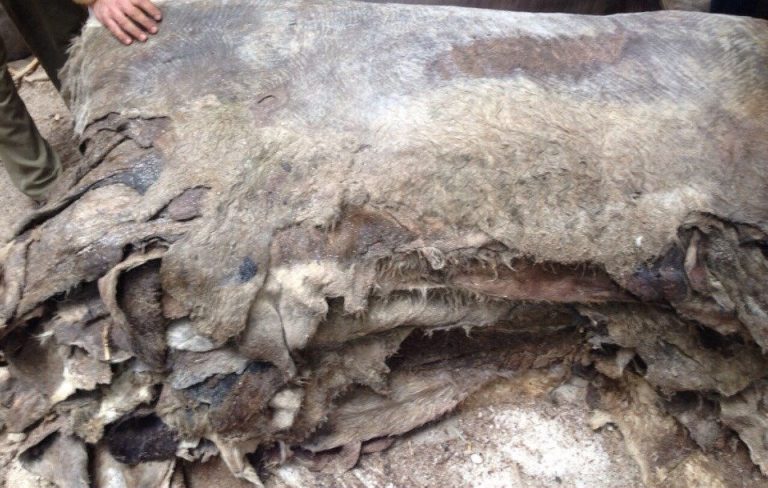 Ejiao - The Chinese Miracle Cure Decimating the World's Donkey Population