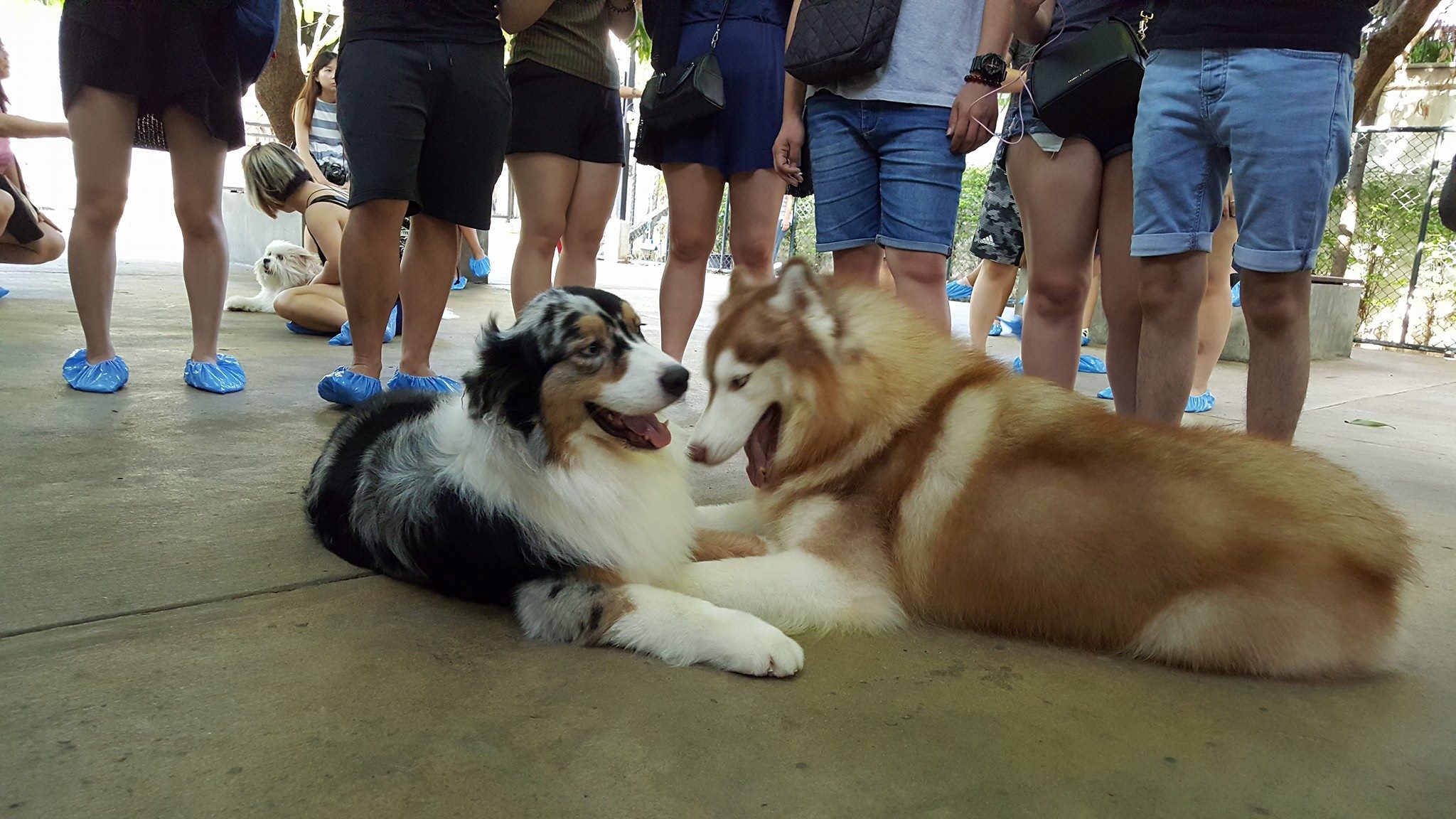 Bangkok's Husky Cafe - A Must-See for Dog Lovers