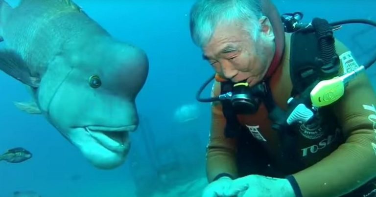 The Unlikely 25-Year Friendship Between a Human Diver and a Fish