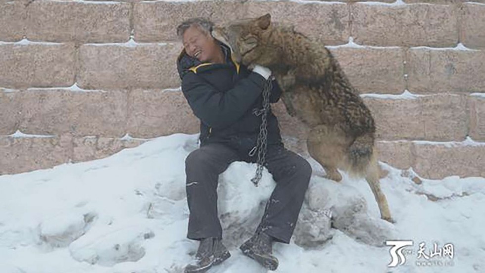 Chinese Businessman Spends Million Setting Up Sanctuary for 150-Strong ...