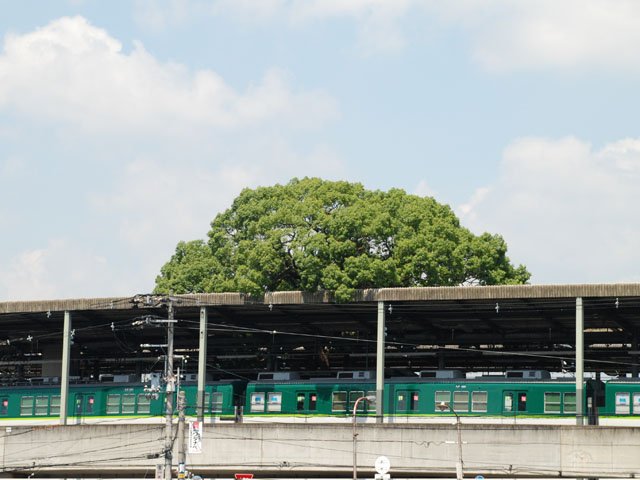 The Japanese Train Station Built Around a 700-Year-Old Tree