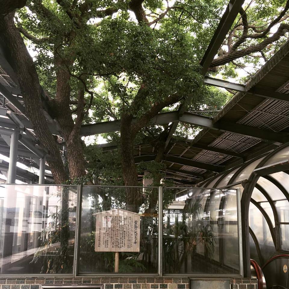 The Japanese Train Station Built Around a 700-Year-Old Tree