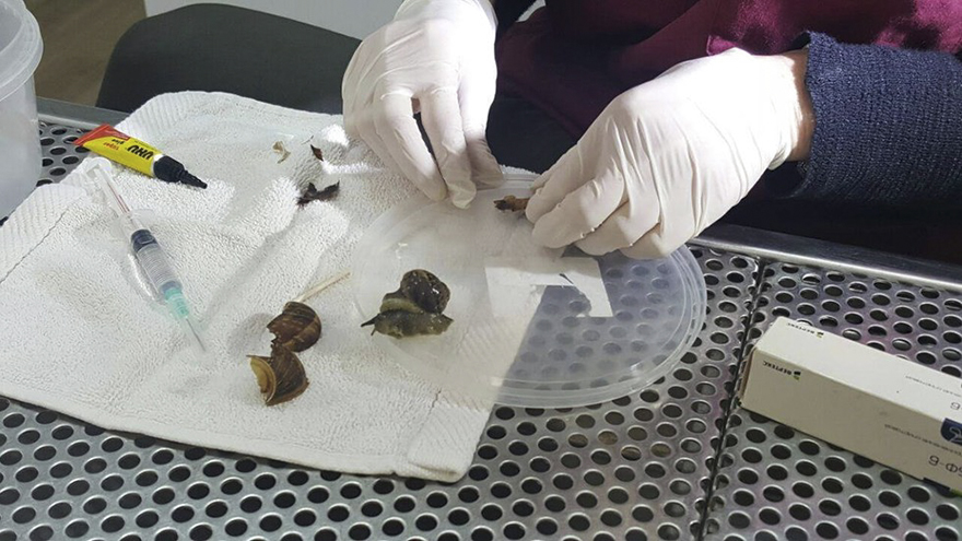 Israeli Woman Accidentally Steps on Garden Snail, Takes It to the Vet ...
