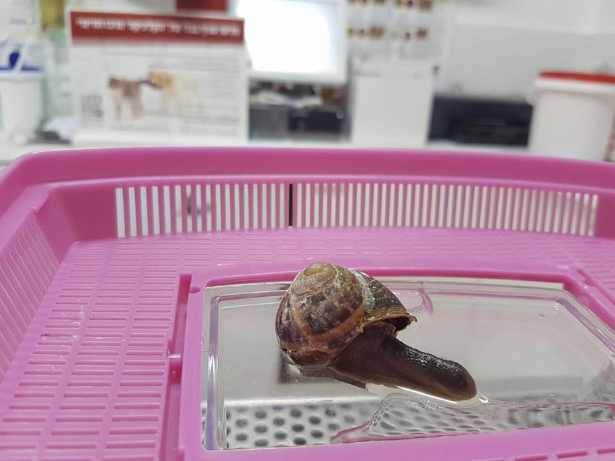 Israeli Woman Accidentally Steps on Garden Snail, Takes It to the Vet ...