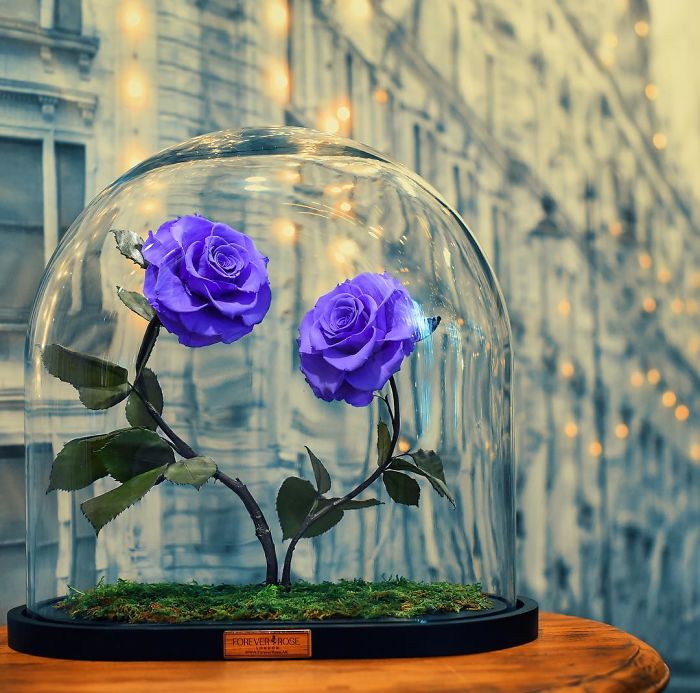 Beauty And The Beast Floating Rose Beauty And The Beast Inspired Roses