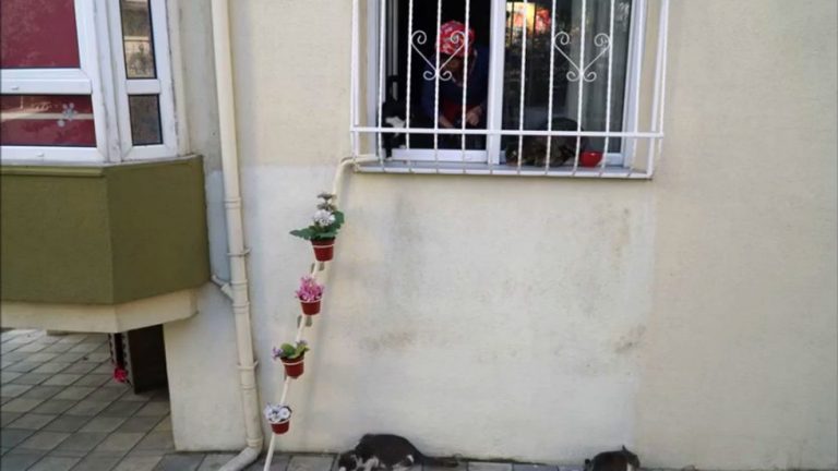 Turkish Feline Lover Installs Tiny Window Ladder to Help Stray Cats ...