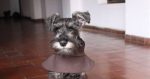Bolivian Monastery Adopts Abandoned Dog, Turns Him into a Proper Friar