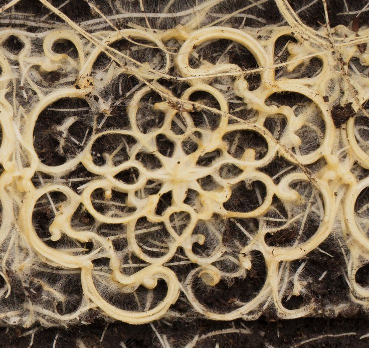 German Artist Manipulates Plant Roots to Grow in Intricate Visually ...