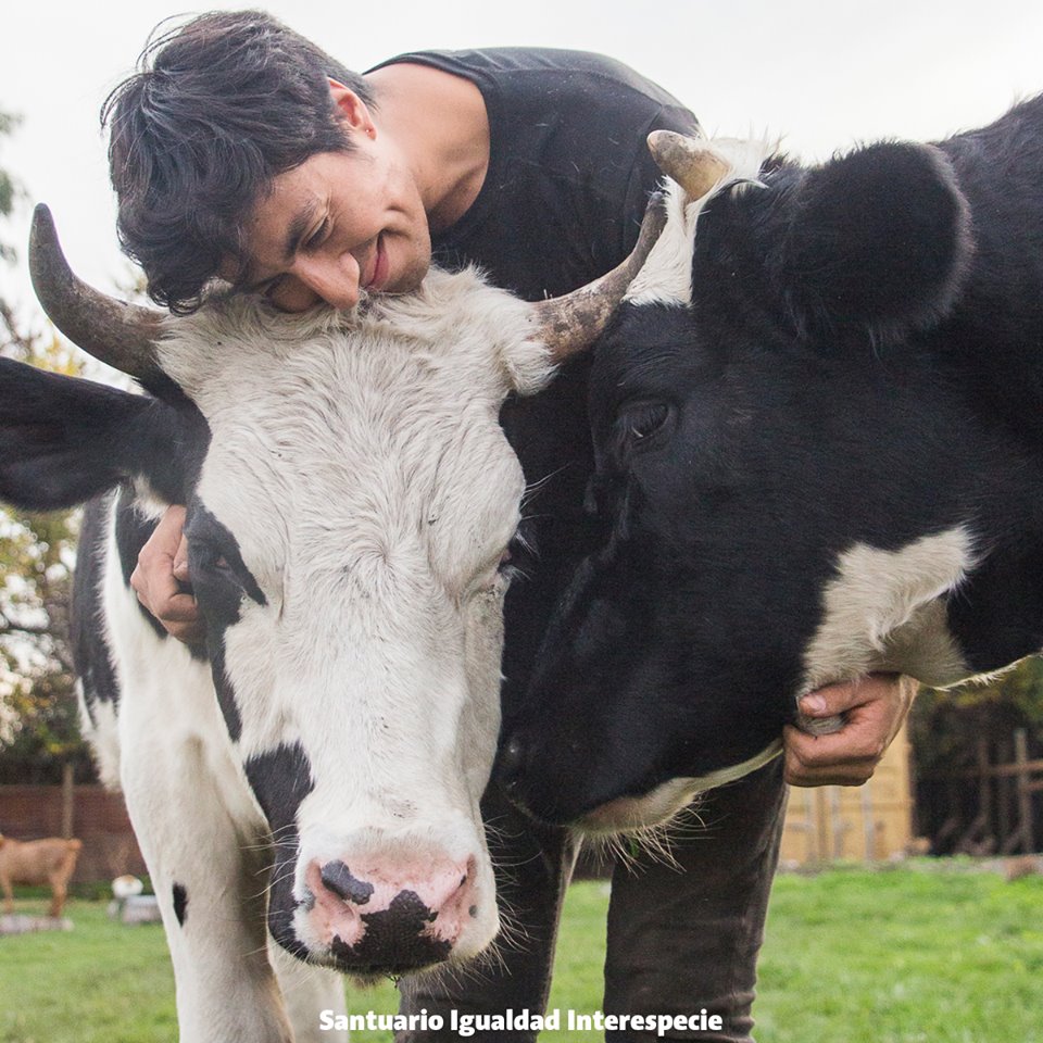 This Chilean Sanctuary Gives Abandoned Farm Animals the Love and ...