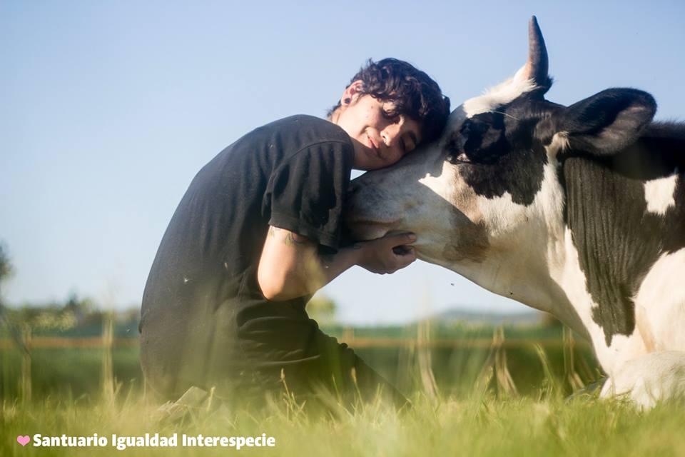 This Chilean Sanctuary Gives Abandoned Farm Animals the Love and ...