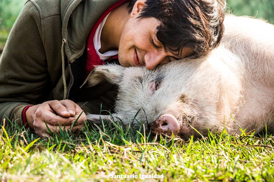 This Chilean Sanctuary Gives Abandoned Farm Animals the Love and ...