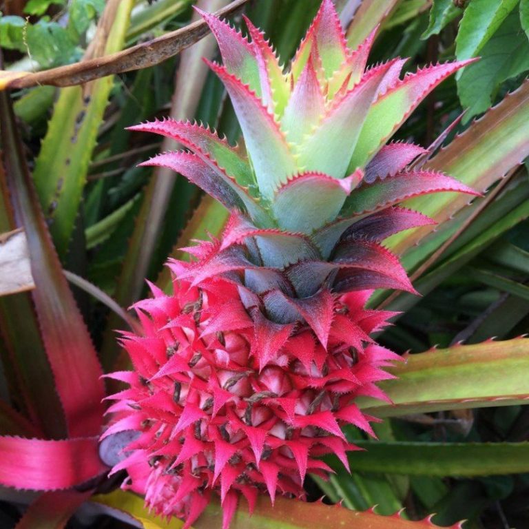 Genetically-Modified Pink Pineapples Are Coming to a Grocery Store Near You