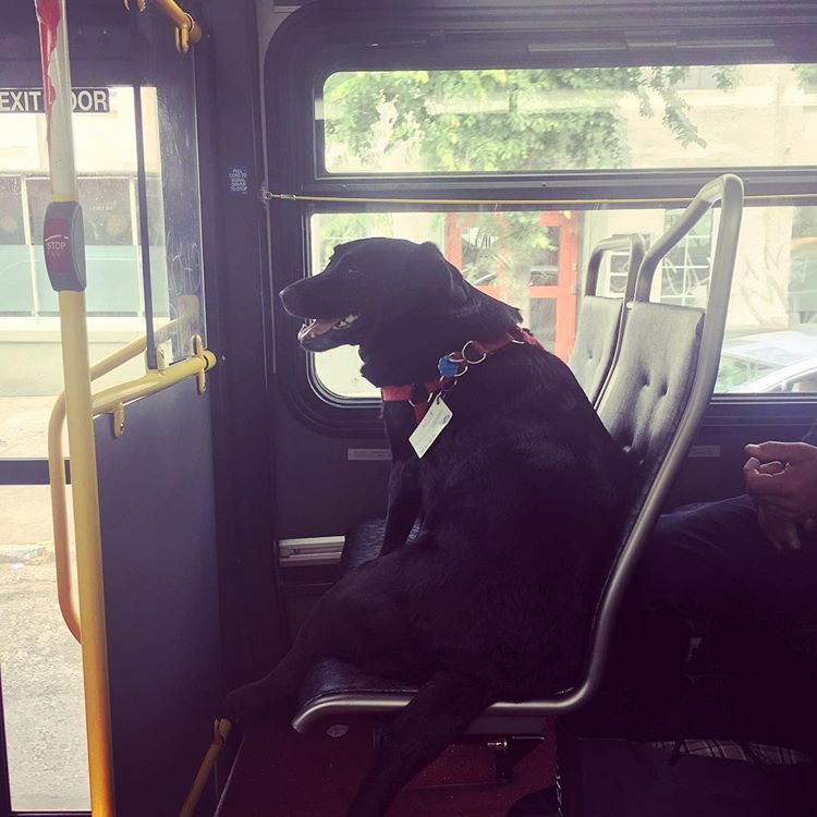 Meet Eclipse, Seattle's Famous Solo Bus Riding Canine