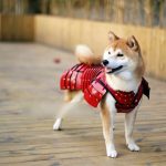 Japanese Company Makes Custom Samurai Armor for Cats and Dogs