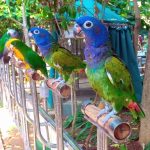 Lord of the Birds – Indian Man Dedicates His Life to Saving Endangered ...