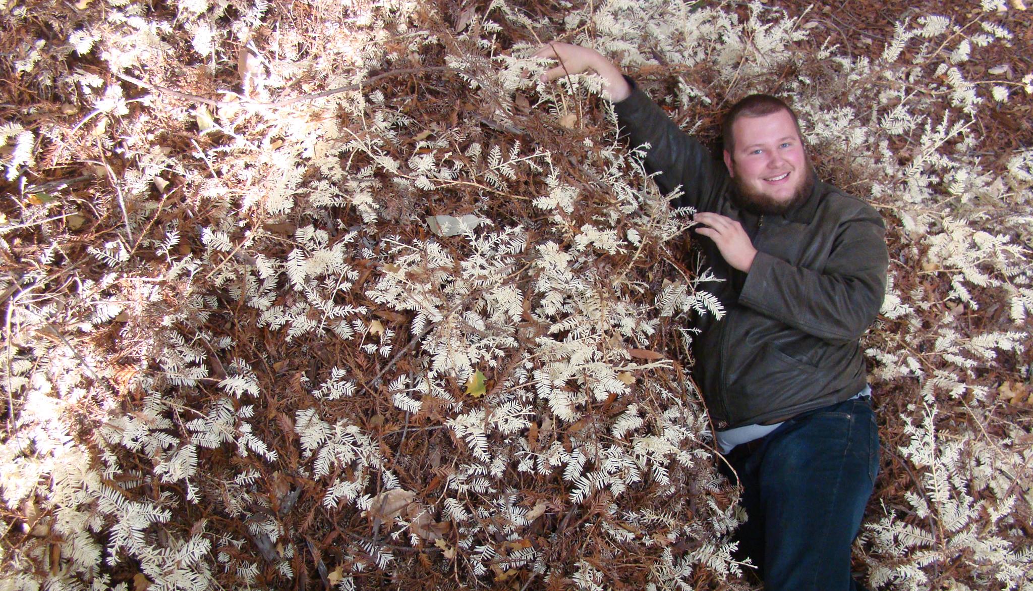 The Mysterious Albino Redwood Trees Defying the Laws of Nature