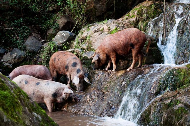 Farmer Produces the World's Best and Most Expensive Ham