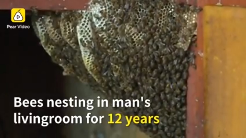 Chinese Family Has Been Living with an Open Beehive in Their Living ...