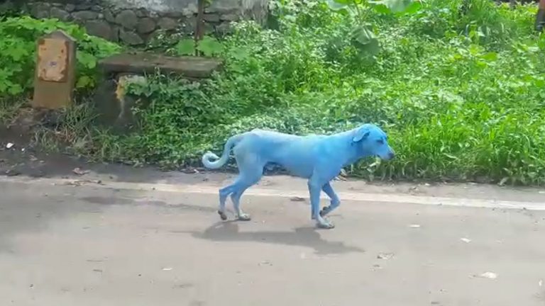 Real-Life Blue Dogs Spotted in India