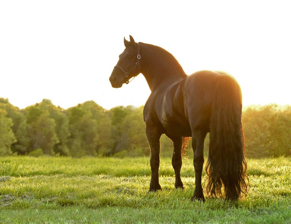Meet Frederick The Great, Unofficially the World's Most Handsome Stallion