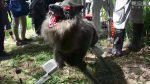 Super Robot Wolf - Japan's High-Tech Crop Guardian