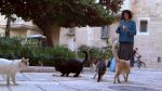 Meet Tova Saul - The Unsung Guardian of Jerusalem Old City's Stray Cats