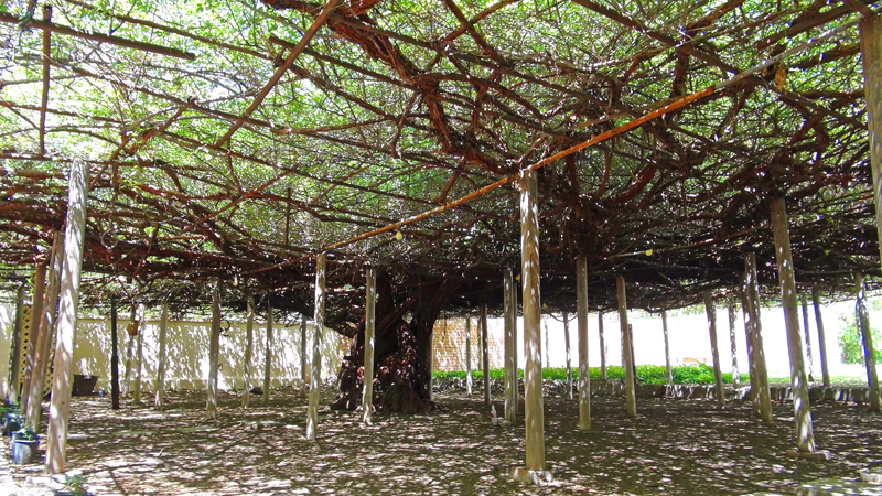 World's Largest Rose Bush Dates Back to 1885
