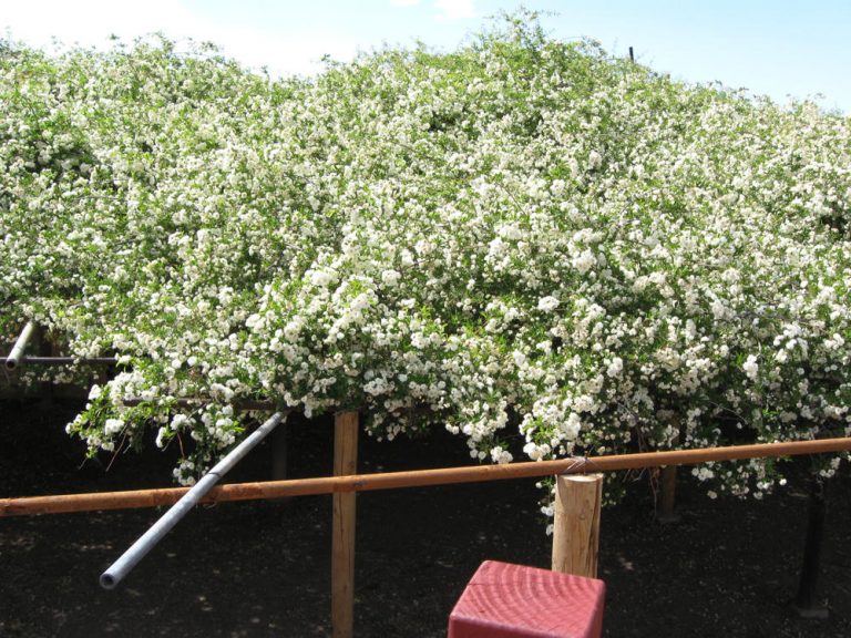 World's Largest Rose Bush Dates Back to 1885