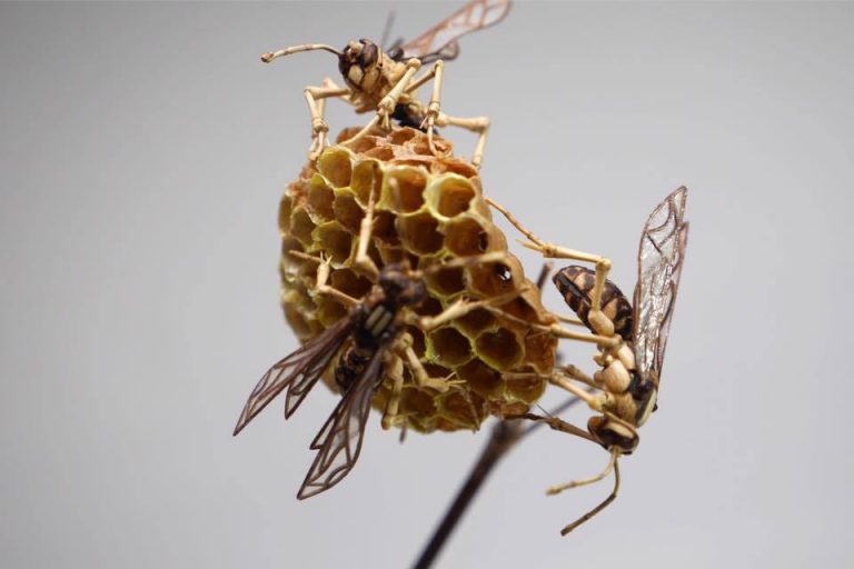 Insanely Talented Artist Creates Life-Size Insects Exclusively Out of ...