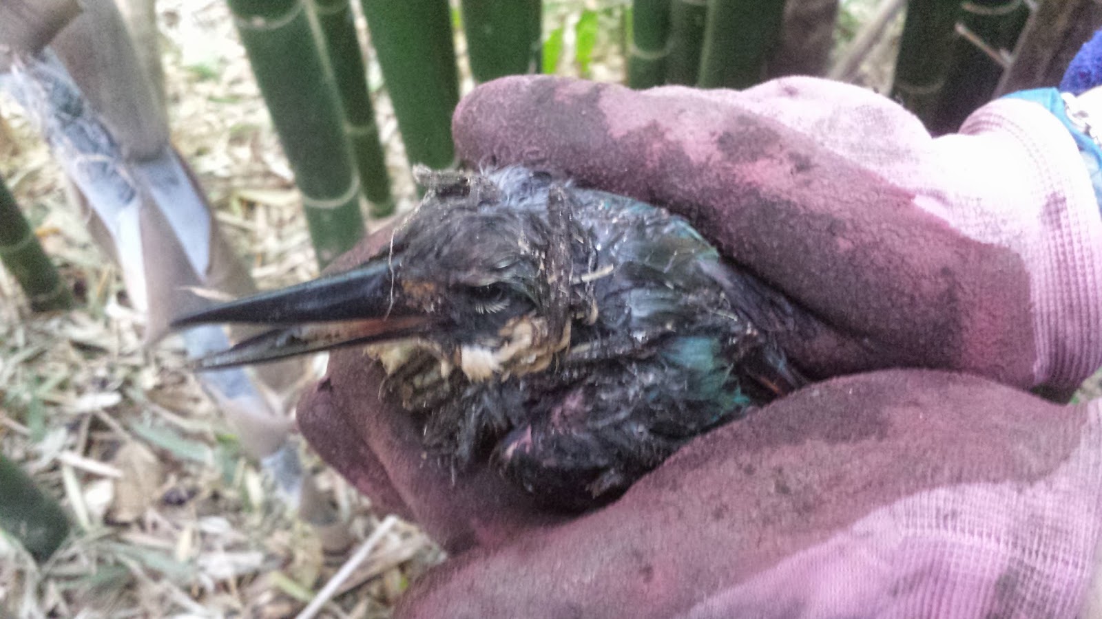 "Bird-Catcher Tree" Lures Birds with Free Meals, Then Accidentally ...