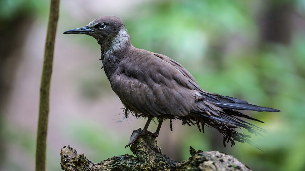 "Bird-Catcher Tree" Lures Birds with Free Meals, Then Accidentally ...