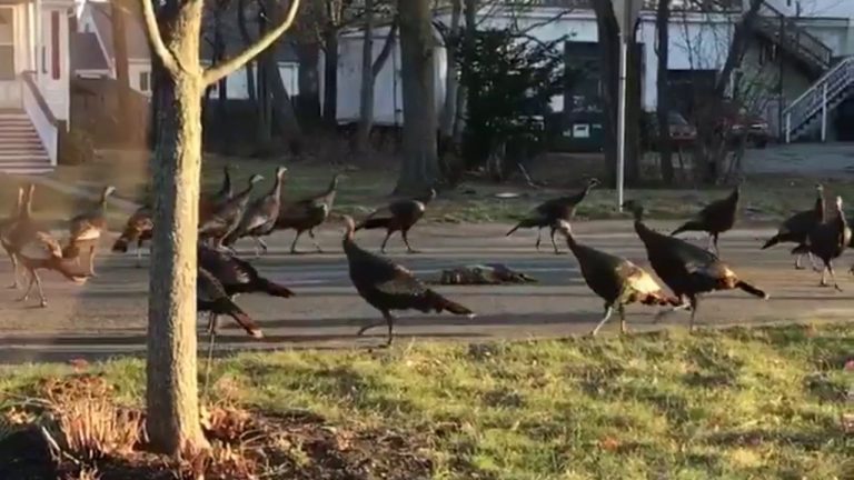 The "Gangs of Urban Turkeys" Terrorizing Massachusetts