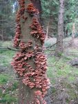 Giant Fungus Covering Over 2,200 Acres Is the Largest Living Organism ...