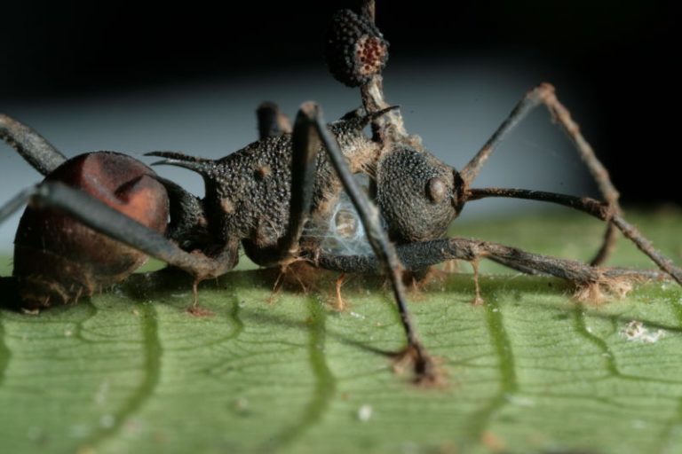 Terrifying Fungus Kills Insects by Taking Control of Their Muscles But ...