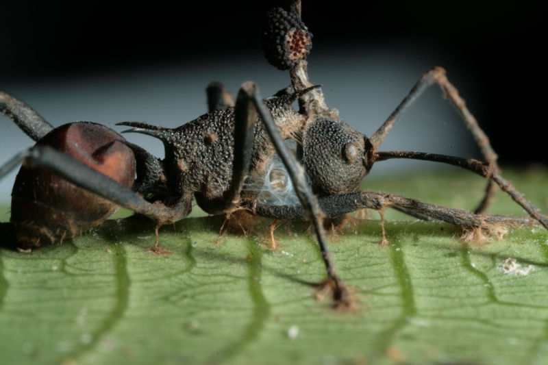 Terrifying Fungus Kills Insects By Taking Control Of Their Muscles But Leaving Their Brains Intact