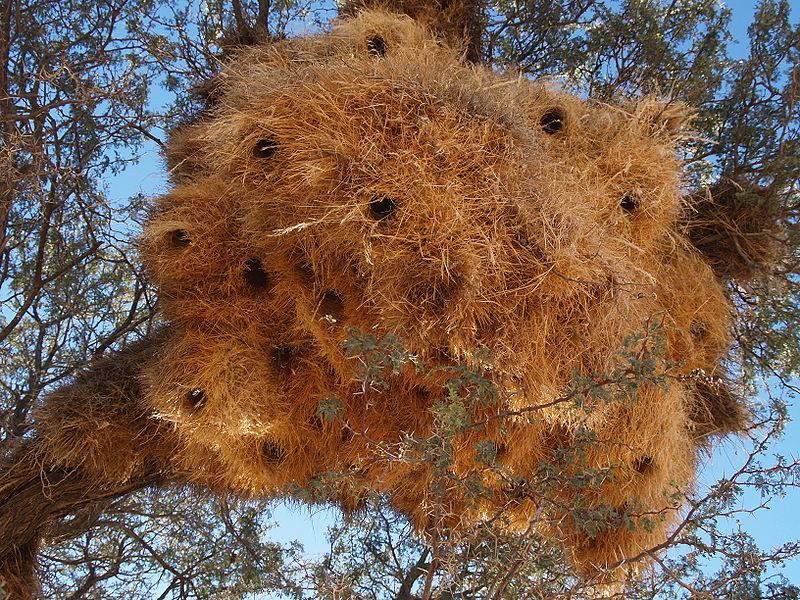 Tiny Birds Build Communal Nests So Large They Can Pull Down Trees