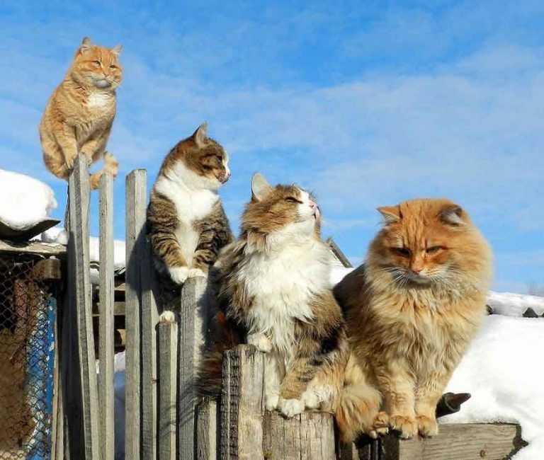 Welcome to Koshlandia, Siberia’s Whimsical Land of Cats