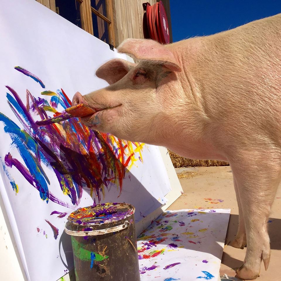 Meet Pigcasso, the Painting Pig Whose Artworks Sell for Thousands of ...