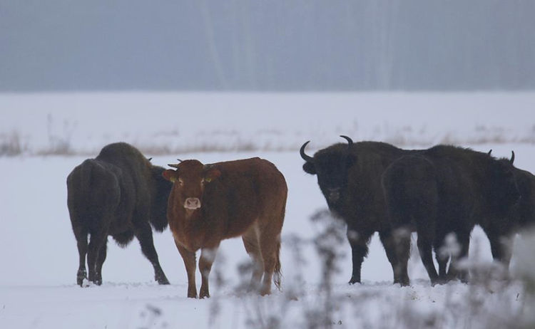 Cow Escapes Farm, Joins Herd of Wild Bison in Poland