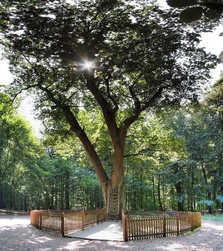 This Tree in Germany Has Been Helping People Find Love for Over a Century