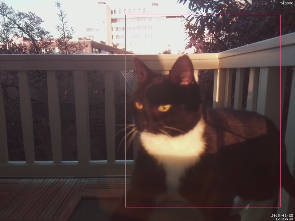Dutch Engineer Builds Face-Recognition Gadget for His Cat