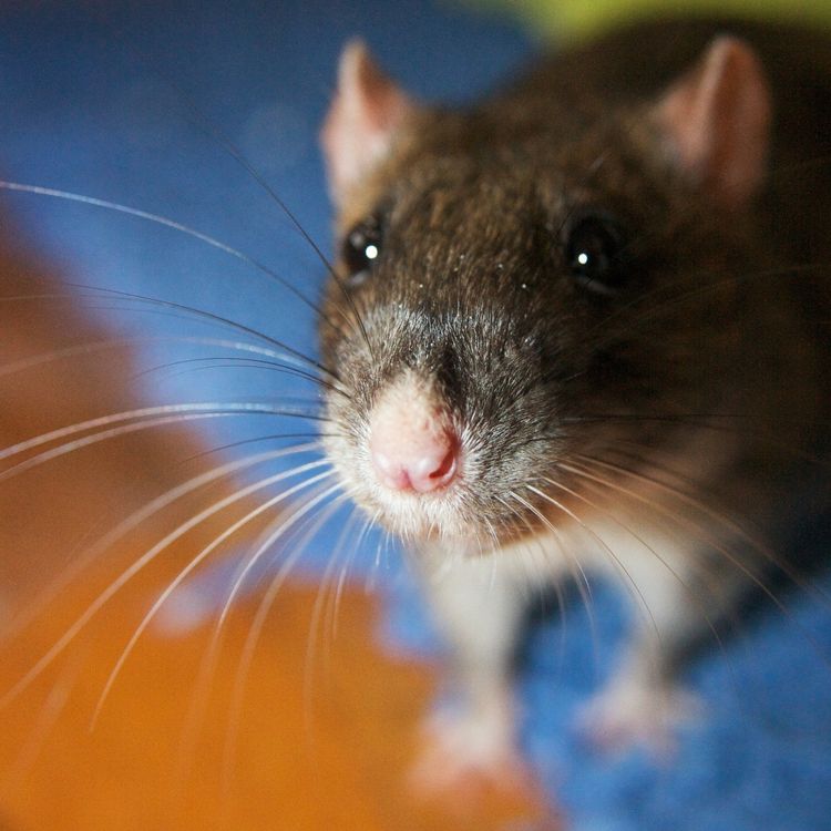 rats | Oddity Central - Collecting Oddities